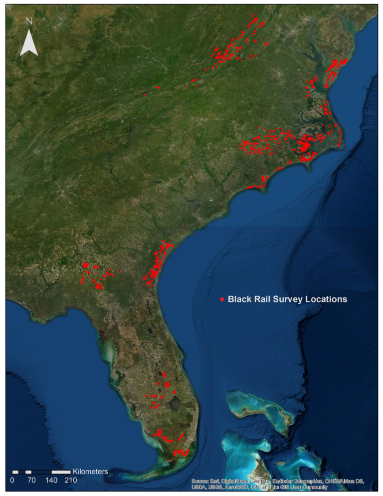 Chasing Black Rails - The Center for Conservation Biology