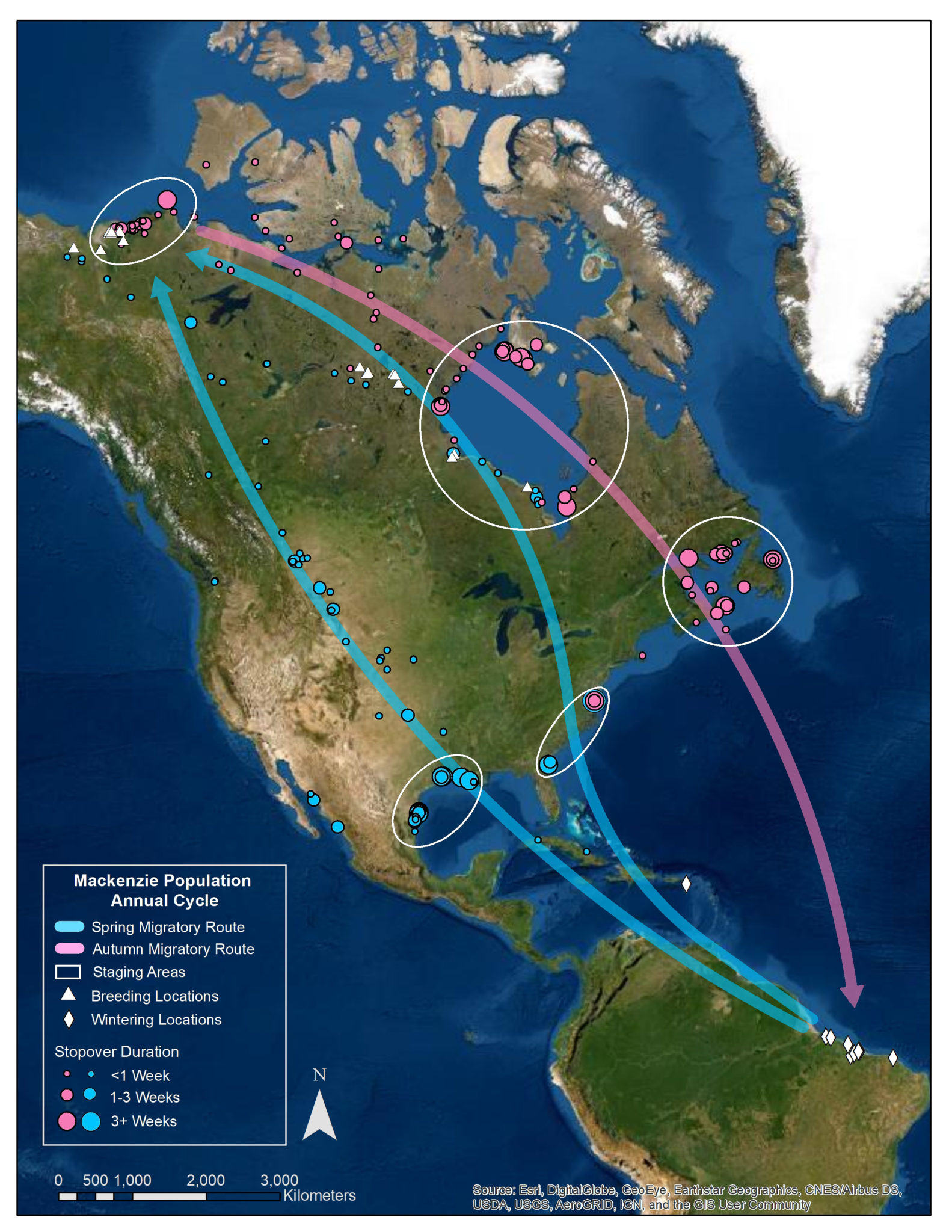 The annual cycle of whimbrels - The Center for Conservation Biology