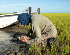 Tracking Whimbrel - The Center for Conservation Biology