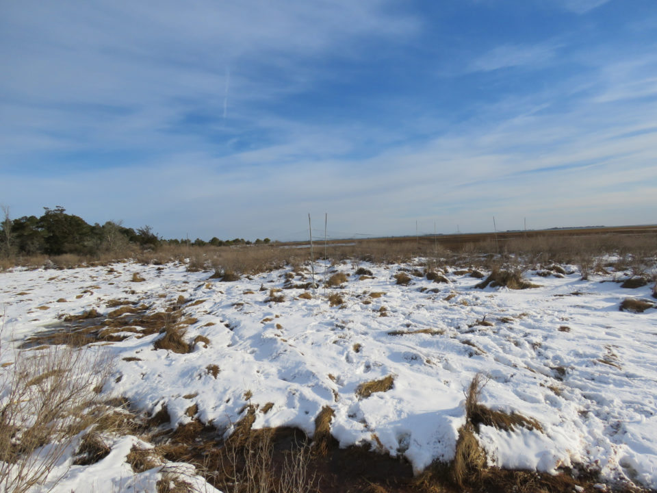 Saltmarsh Sparrows Surviving Virginia’s Winter Weather - The Center for ...