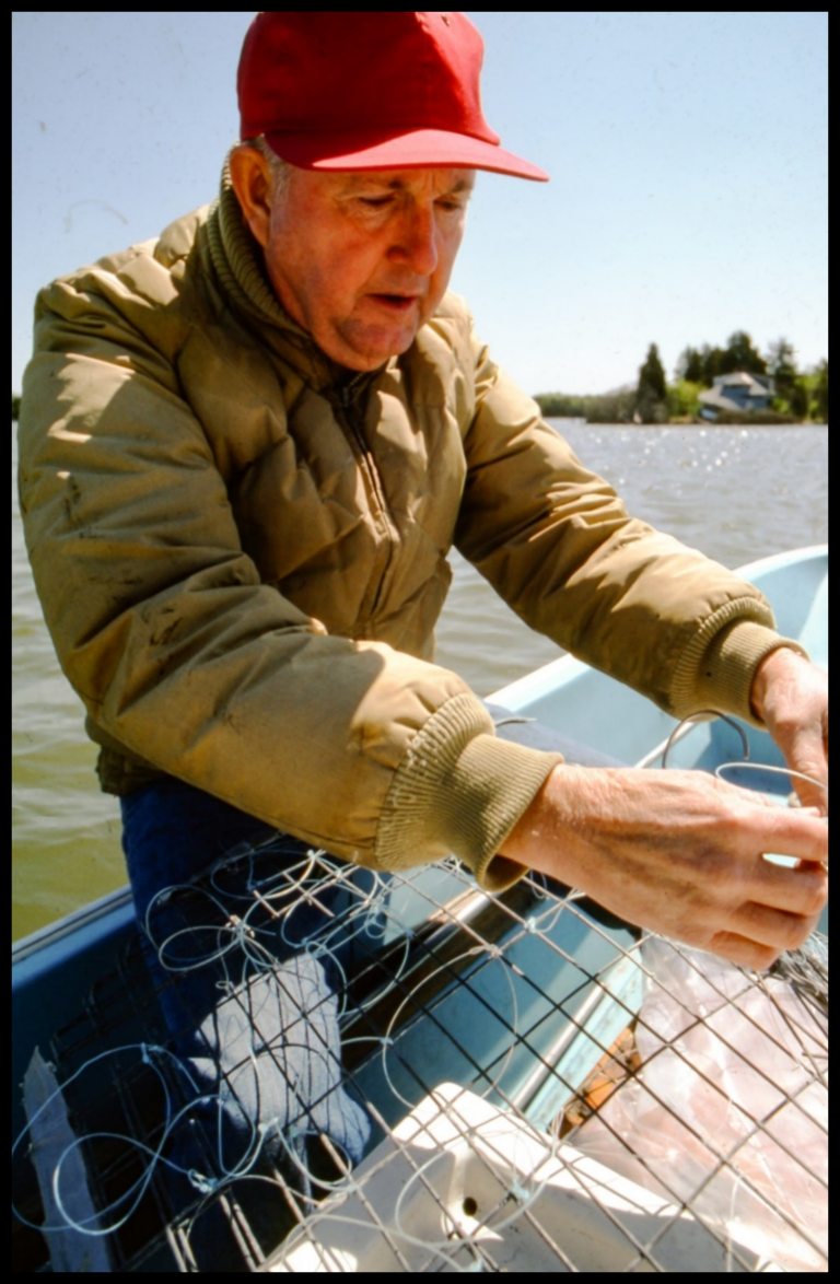 Then and now: A look back on osprey breeding performance in the lower ...