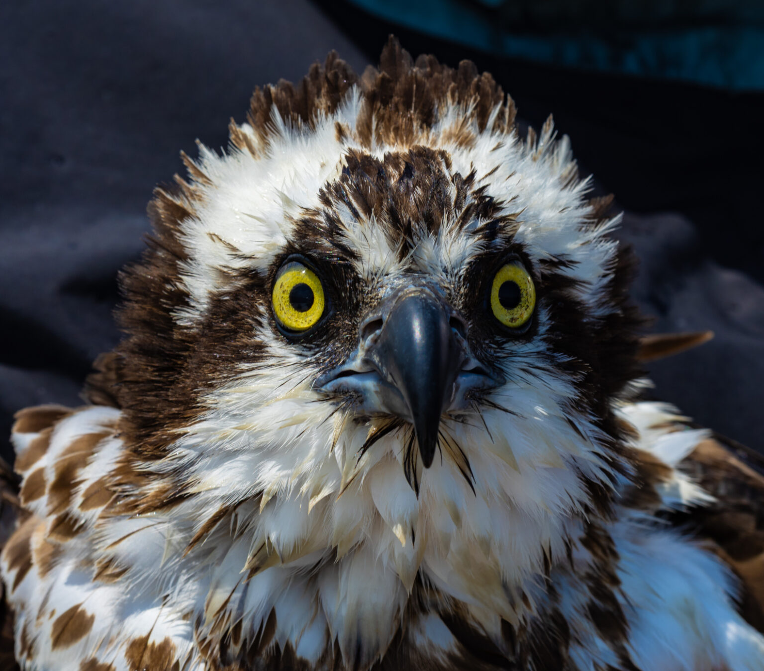 Osprey population along the seaside of the Delmarva Peninsula has ...