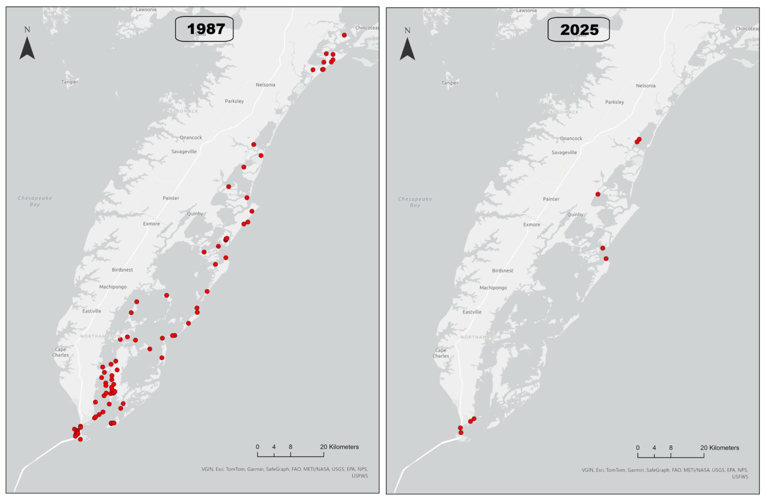 Osprey population along the seaside of the Delmarva Peninsula has ...