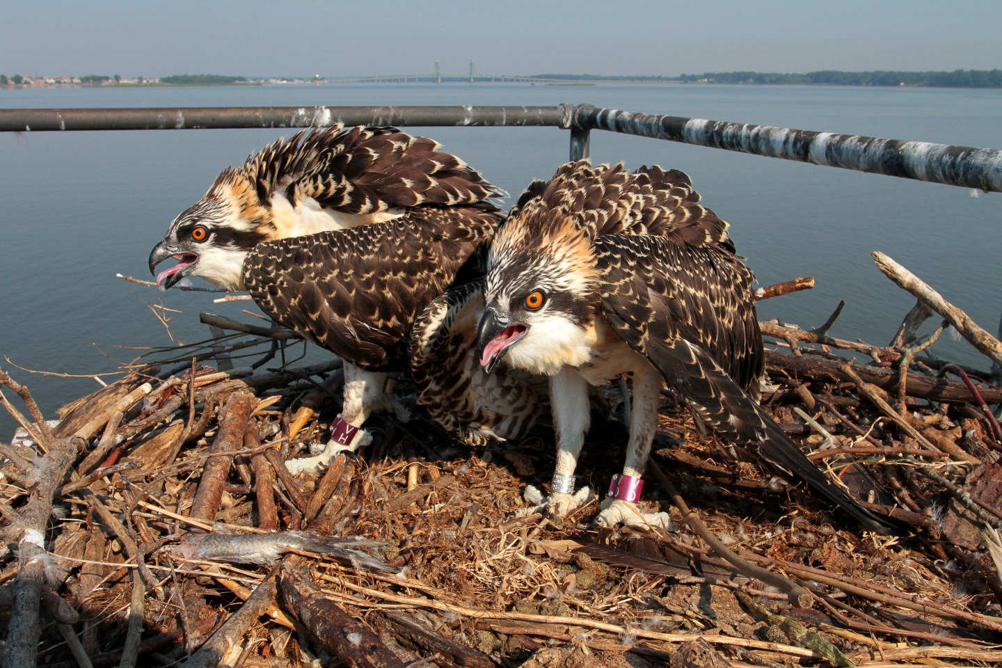 A tale of two bays: Osprey fortunes diverge - The Center for ...