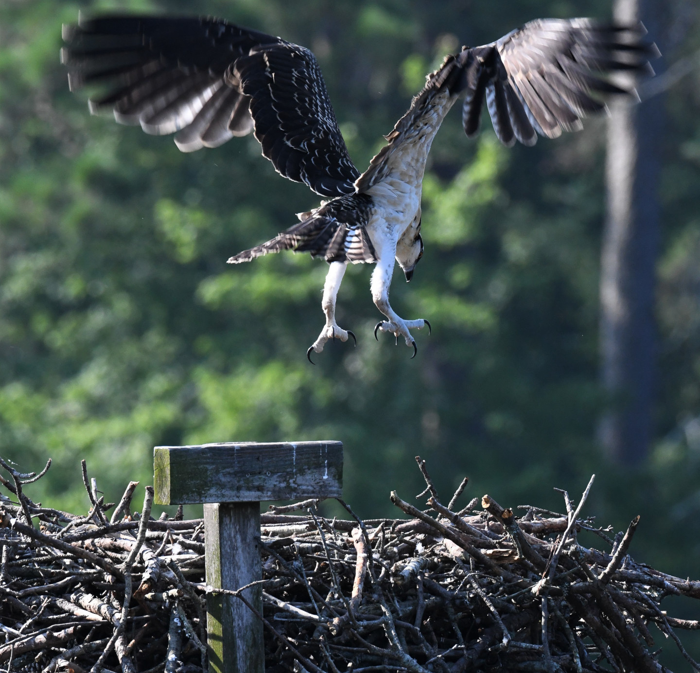 A tale of two bays: Osprey fortunes diverge - The Center for ...