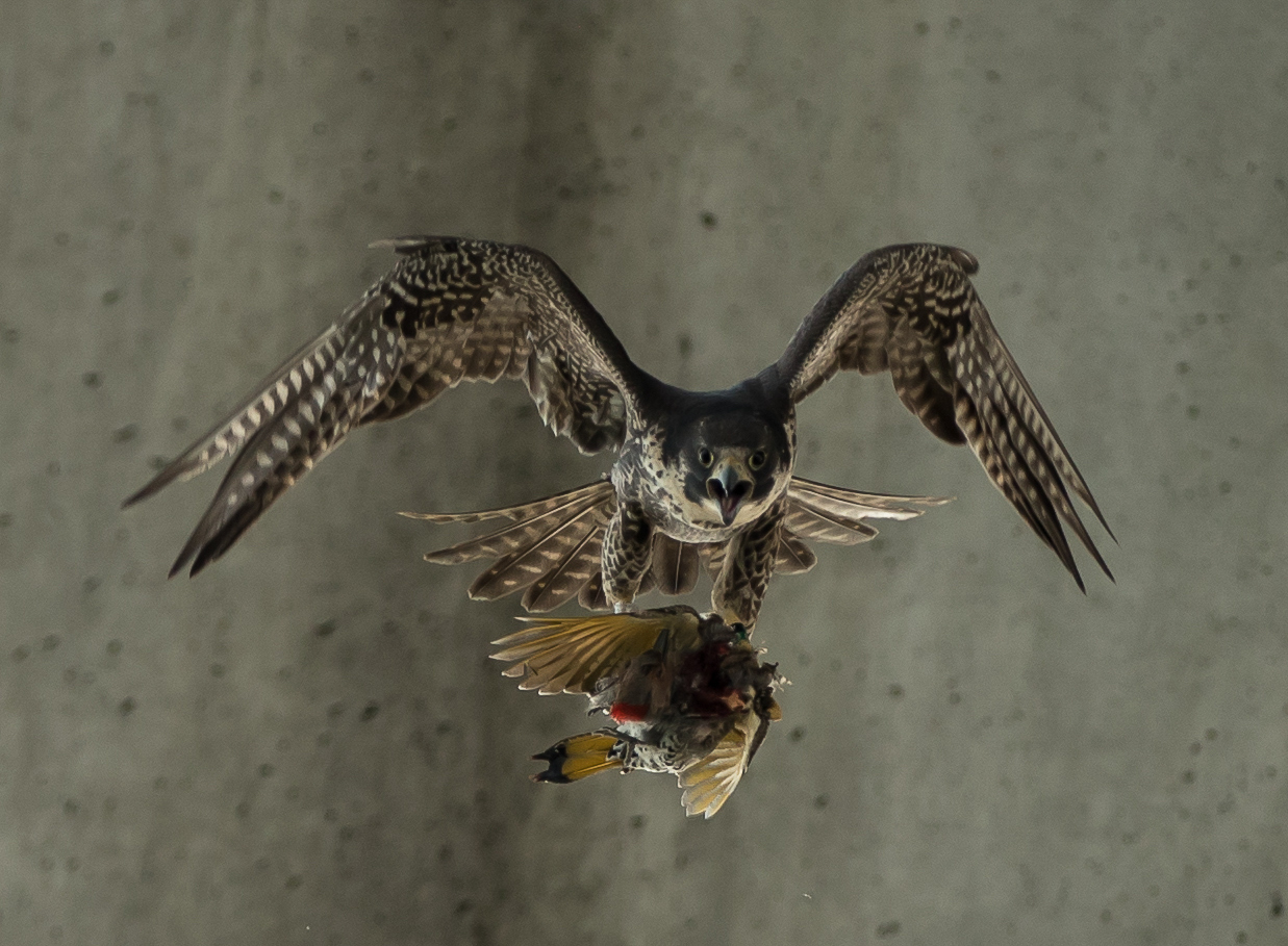 Divergence in Virginia Peregrines - The Center for Conservation Biology