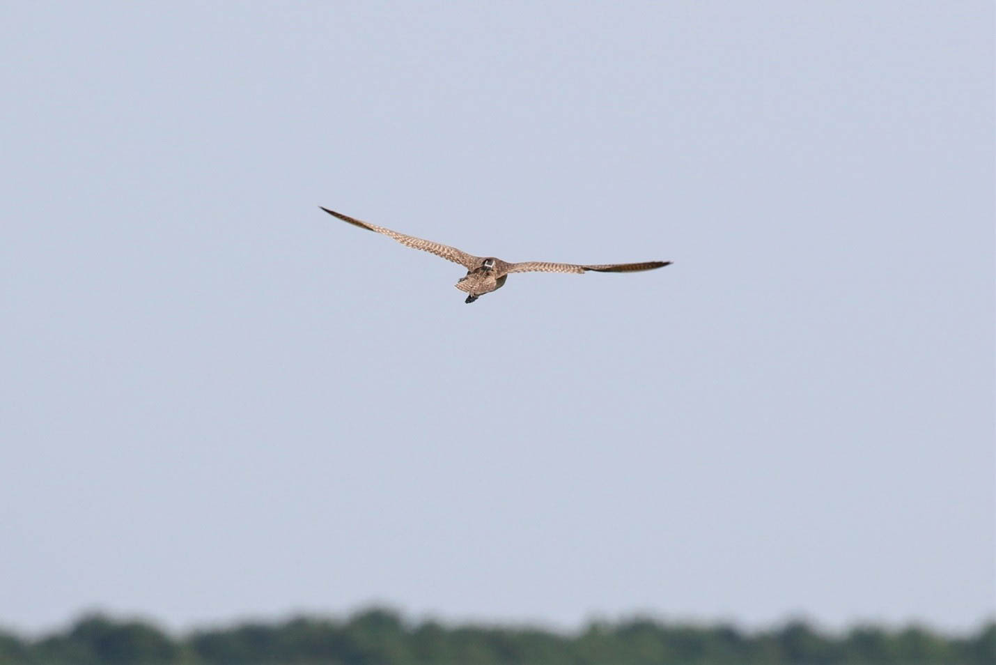 Whimbrels turn back in the face of late summer storms - The Center for ...