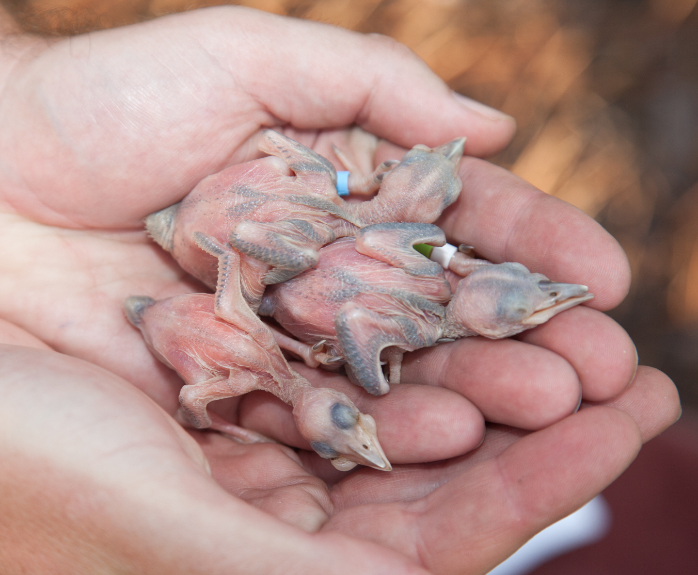 Hatching rates in Virginia red-cockaded woodpeckers - The Center for ...