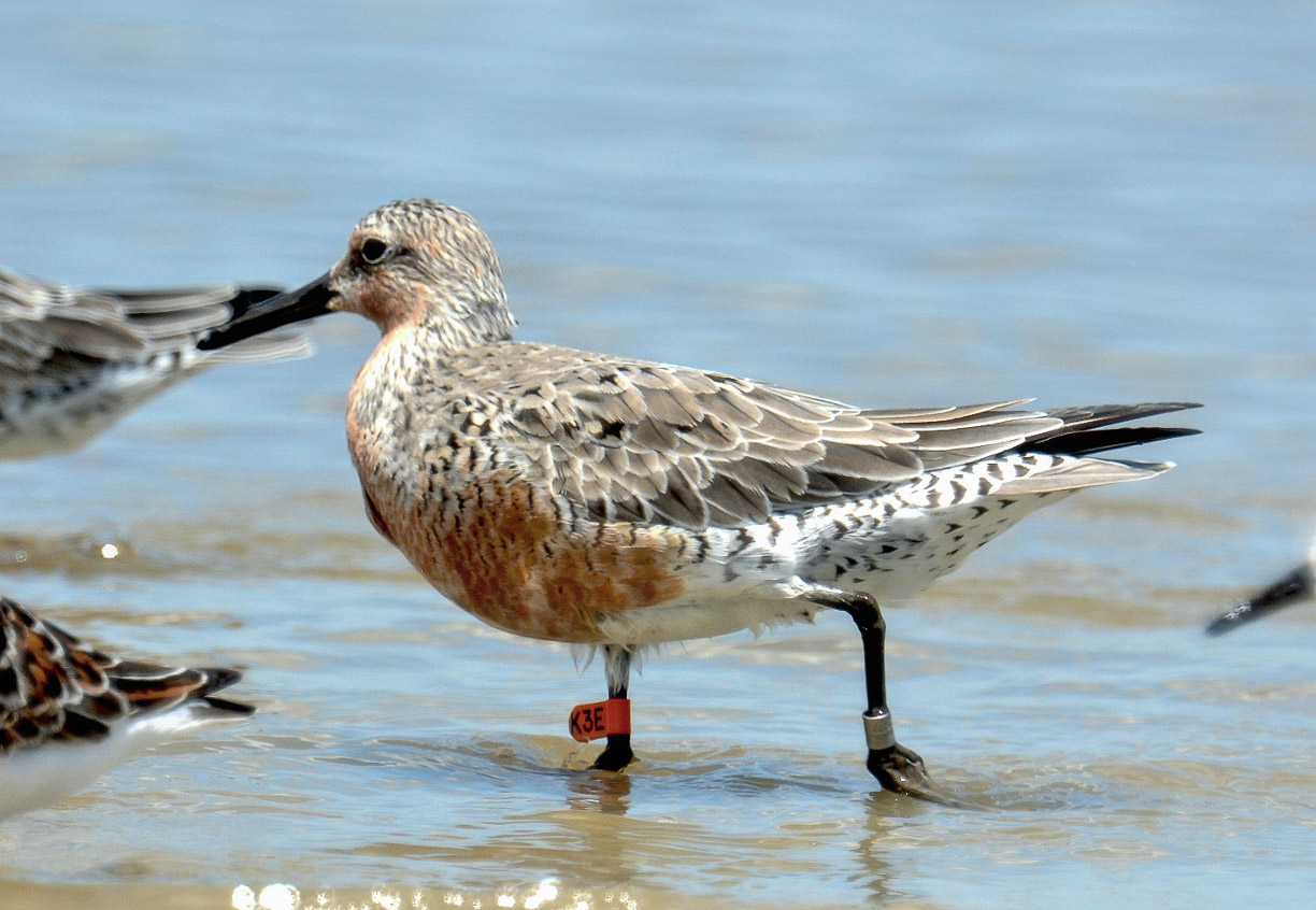 CCB team spends fifth spring with red knots along South Atlantic Coast ...