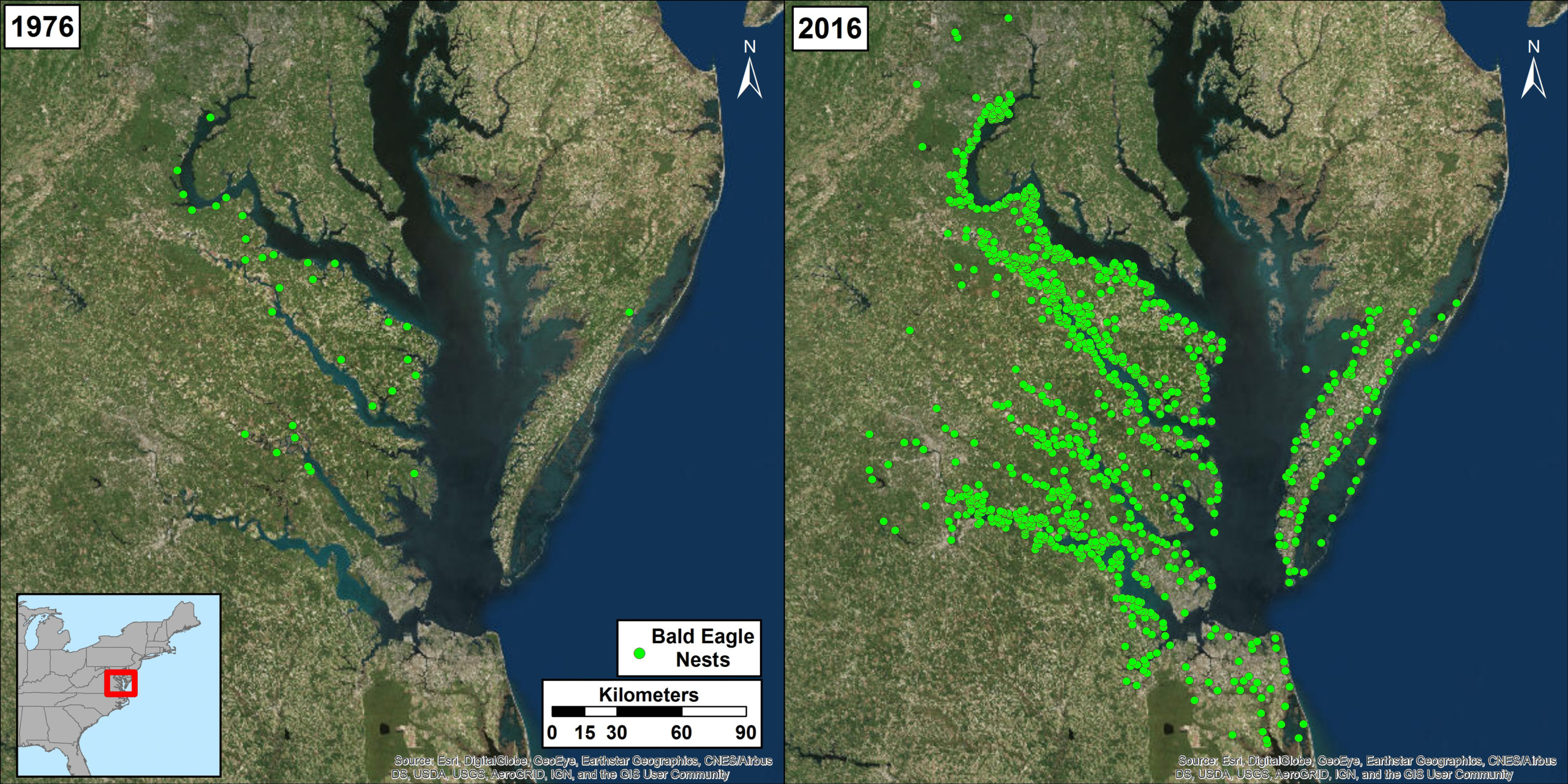 New Paper: Social burden and bald eagle recovery - The Center for ...