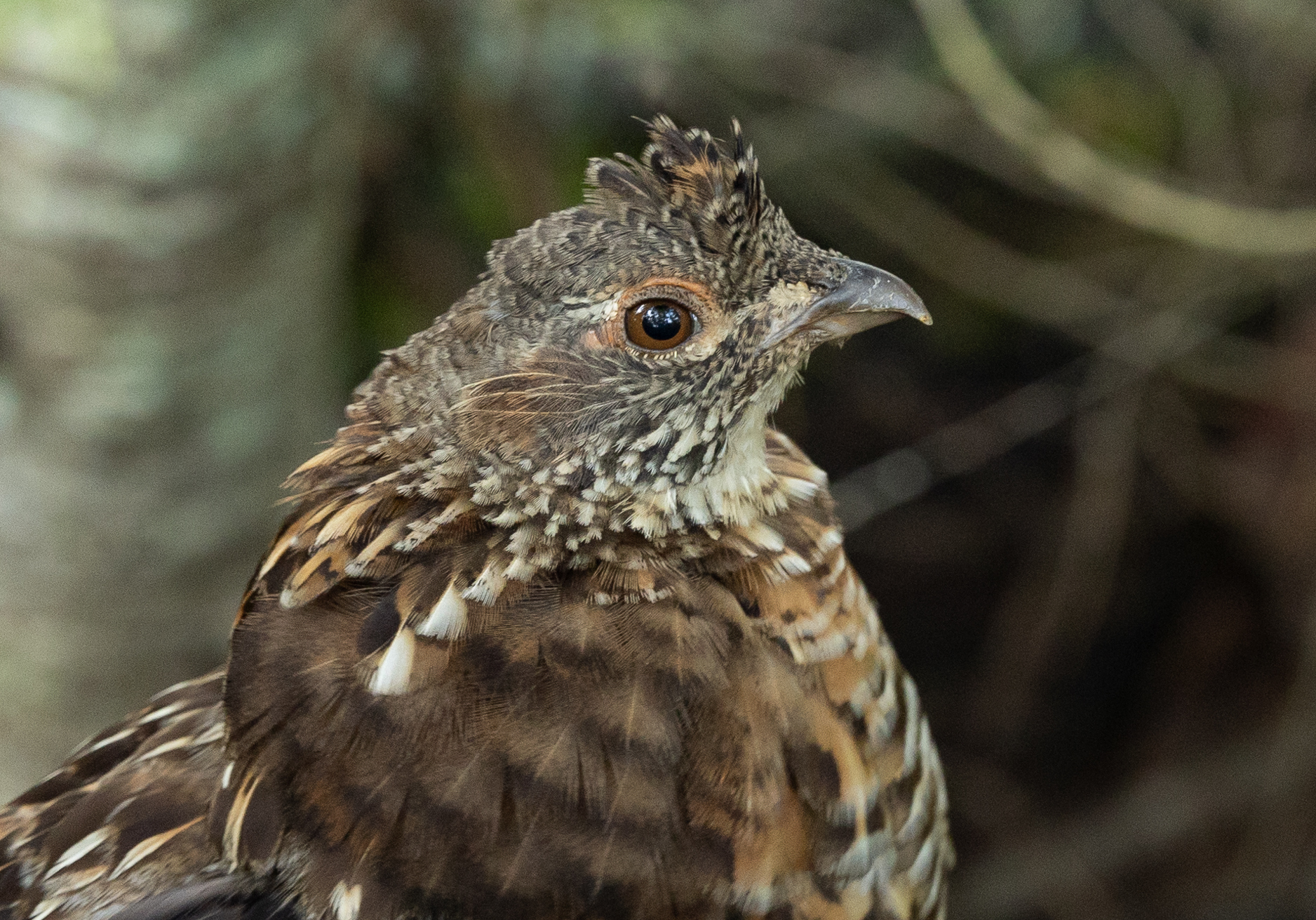 The Arc of Conservation - The Center for Conservation Biology