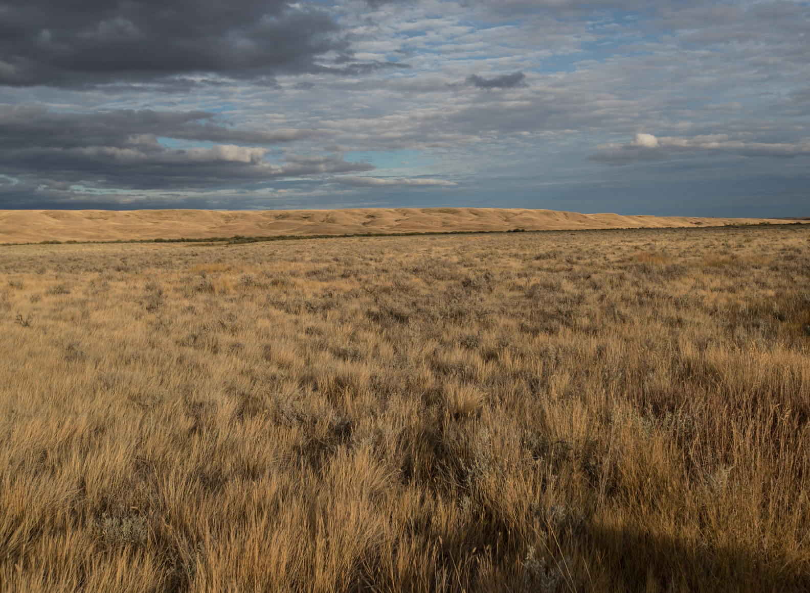 By Design - The Center for Conservation Biology