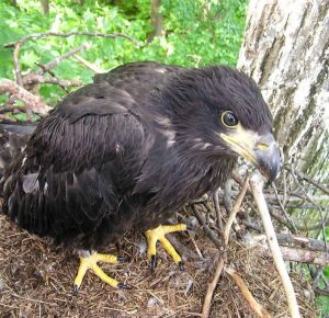 Eagle productivity continues slide - The Center for Conservation Biology