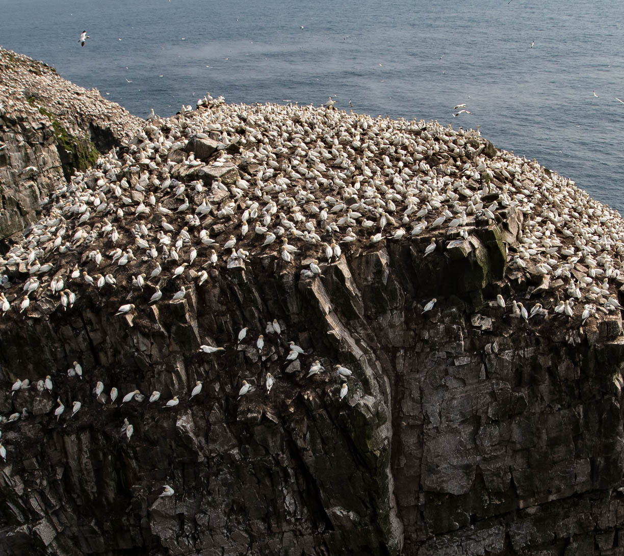 Social distancing in birds - The Center for Conservation Biology