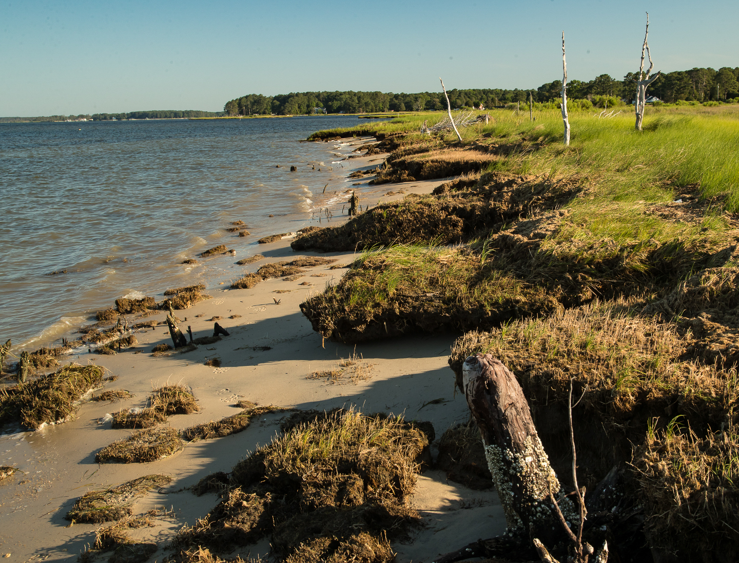 Coming Home - To the Marshes - The Center for Conservation Biology