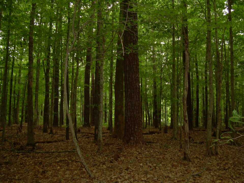 Two Seasons with Waynes Warblers in the Swamp - The Center for ...