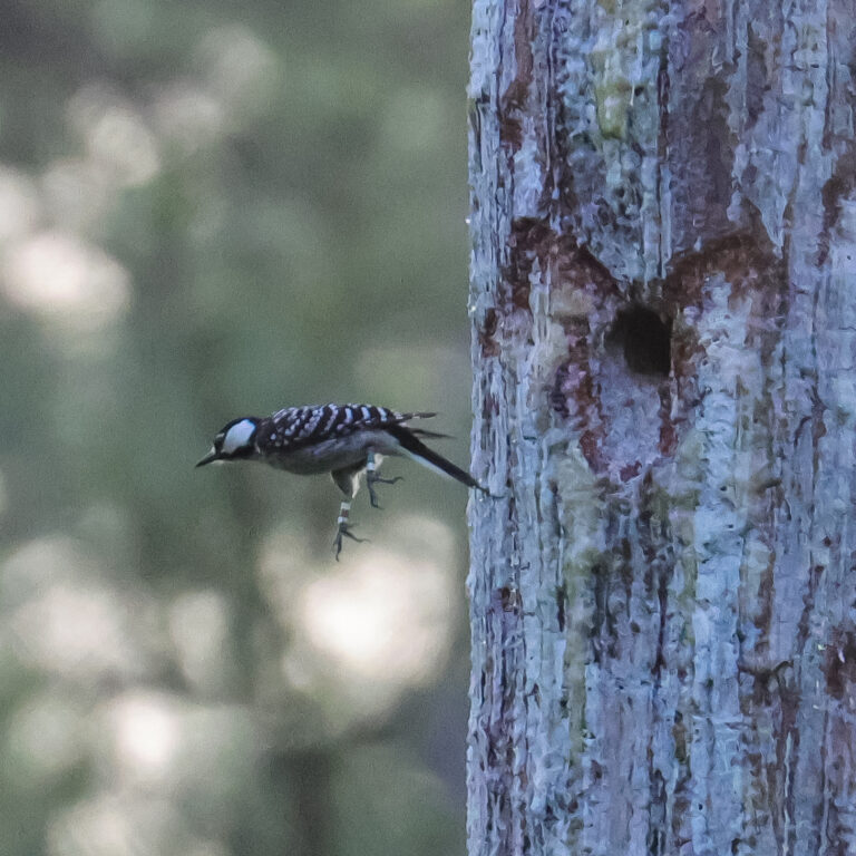 The Resurgence of Red-Cockaded Woodpeckers in Virginia - The Center for ...