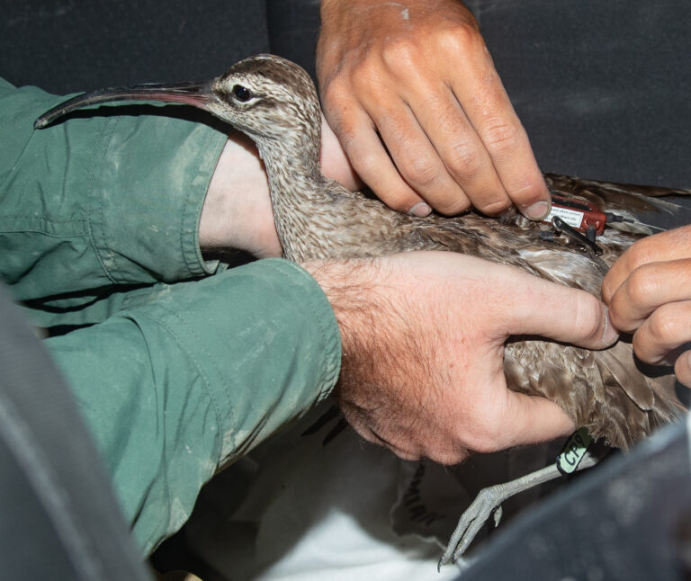 Tracking Whimbrels Through Emerging Threats - The Center for ...