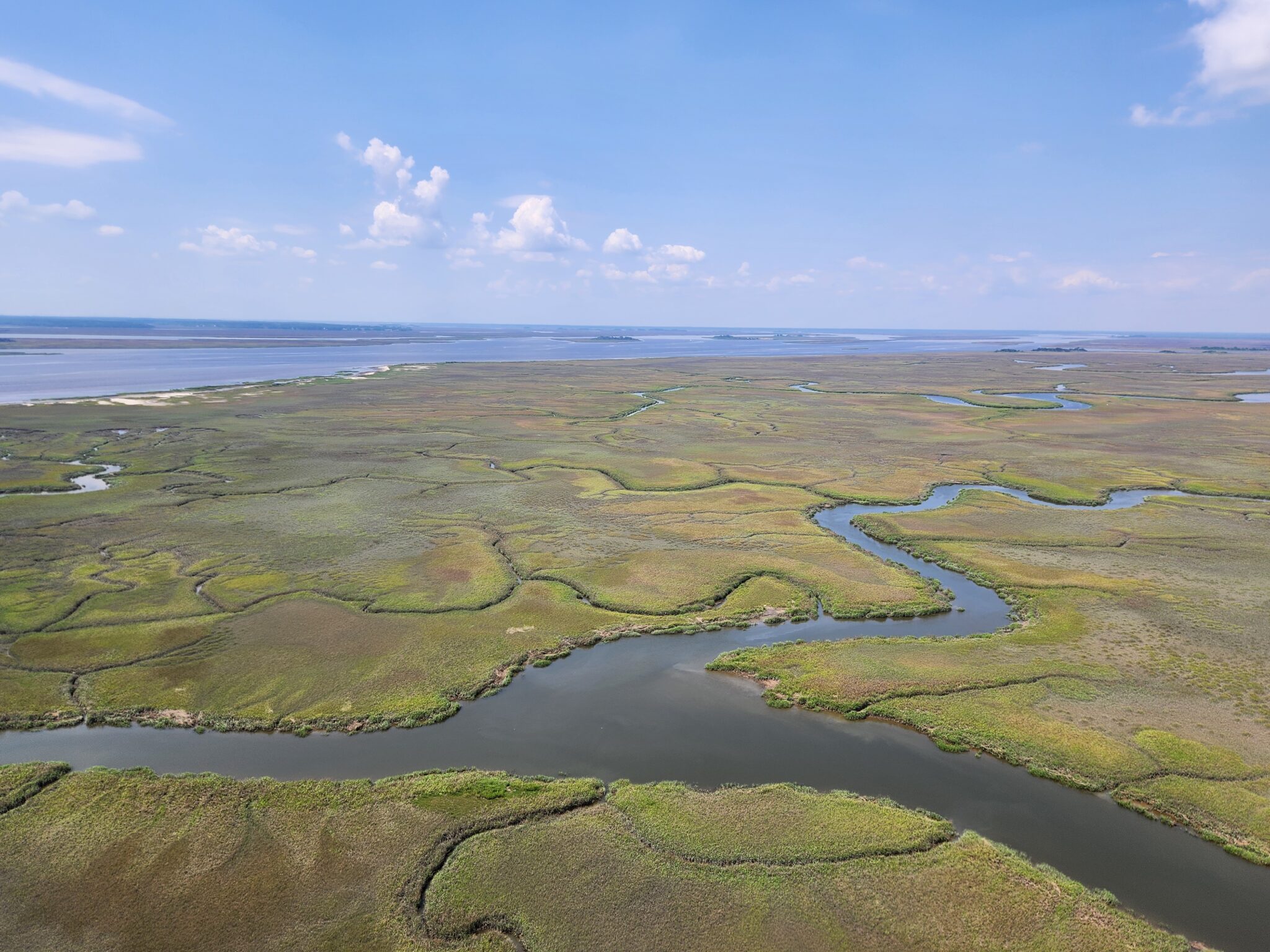 Winter Habitat Use of Marsh Sparrows in Georgia - The Center for ...