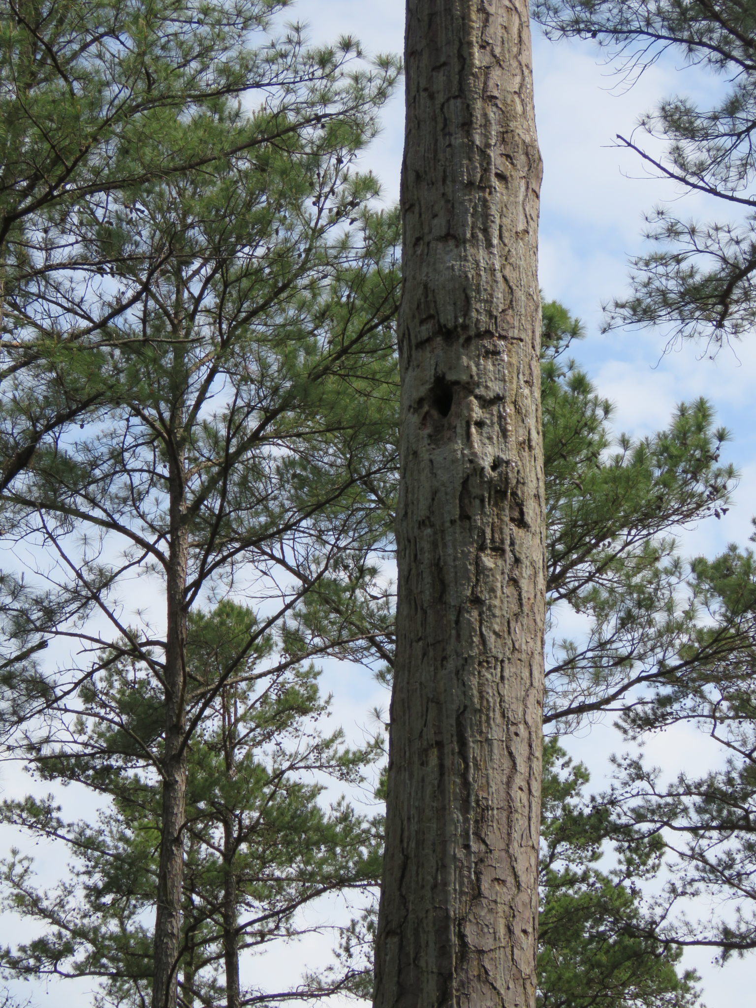 Red-Cockaded Woodpeckers at Peak Population Size in Virginia - The ...